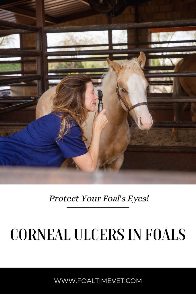 Corneal Ulcers in Foals - FoalTimeVet