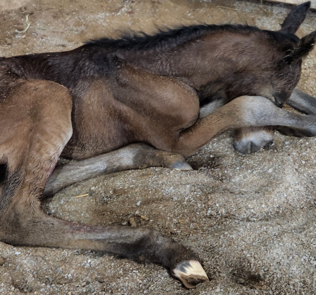 Farm Tips-Initial First Aid for the Abnormal Foal - FoalTimeVet